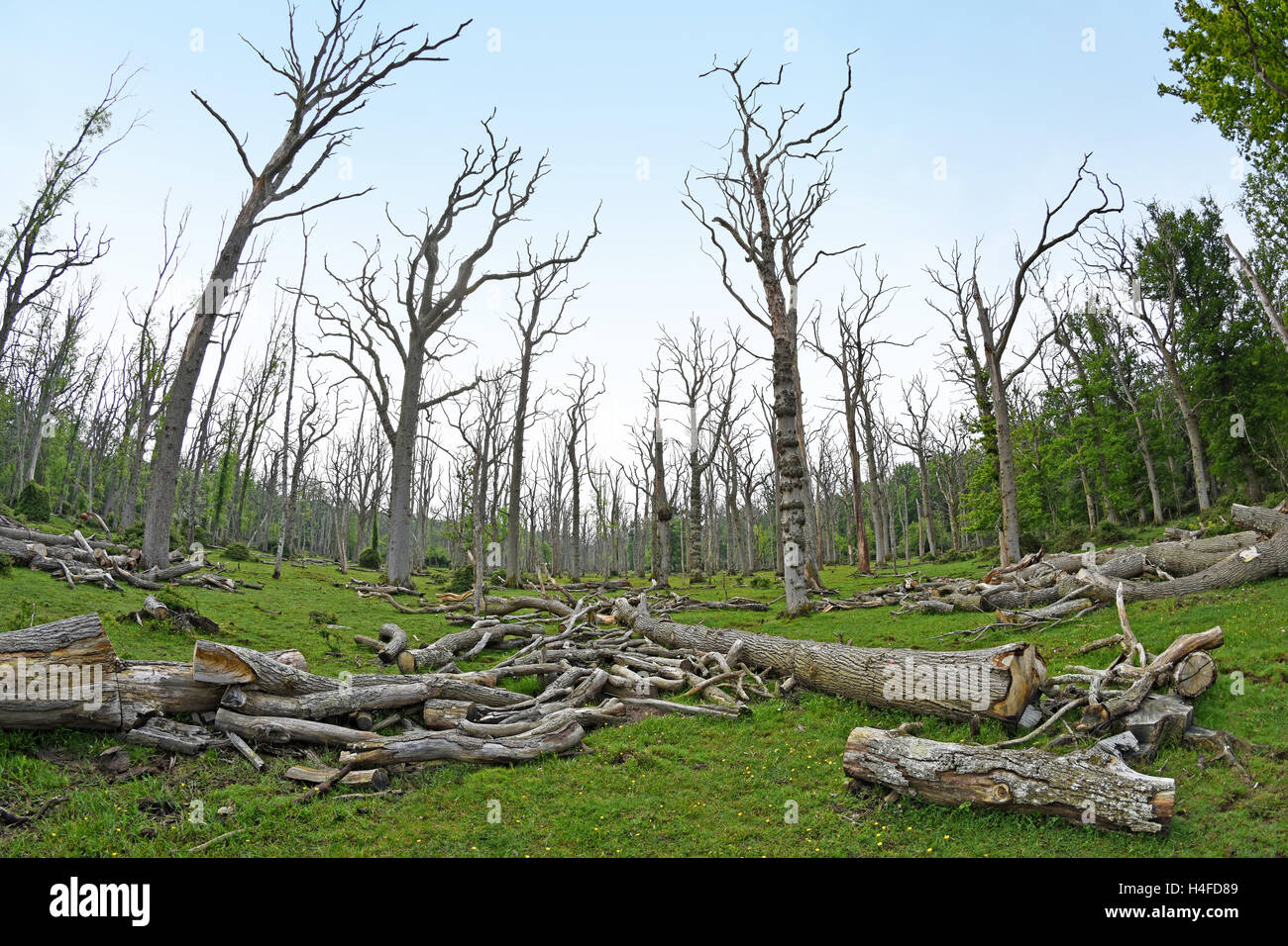Dead oak forest. New Forest National Park, England Stock Photo - Alamy