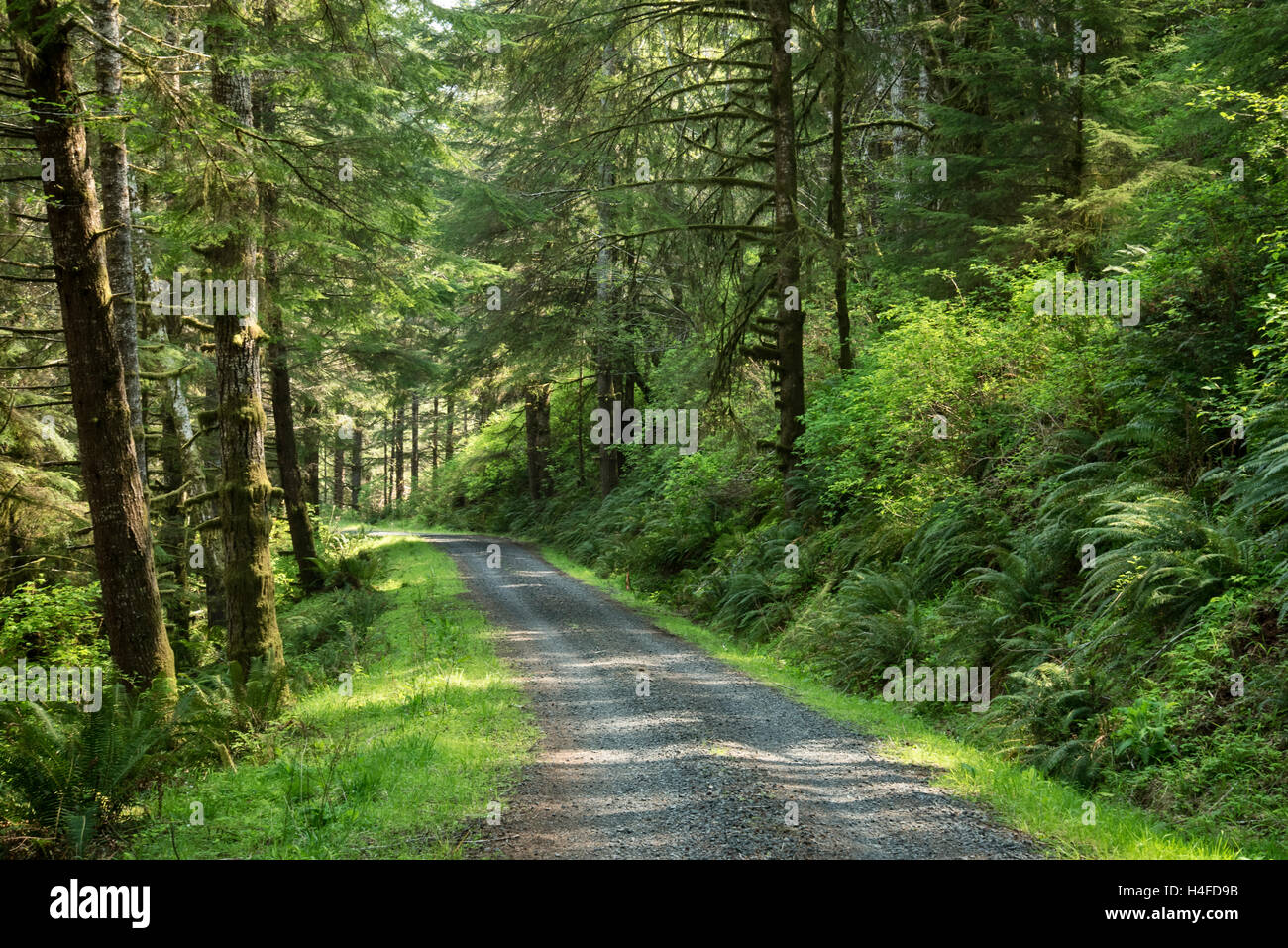 Forest Road 7500, Elliott State Forest, Coast Range Mountains, Oregon ...