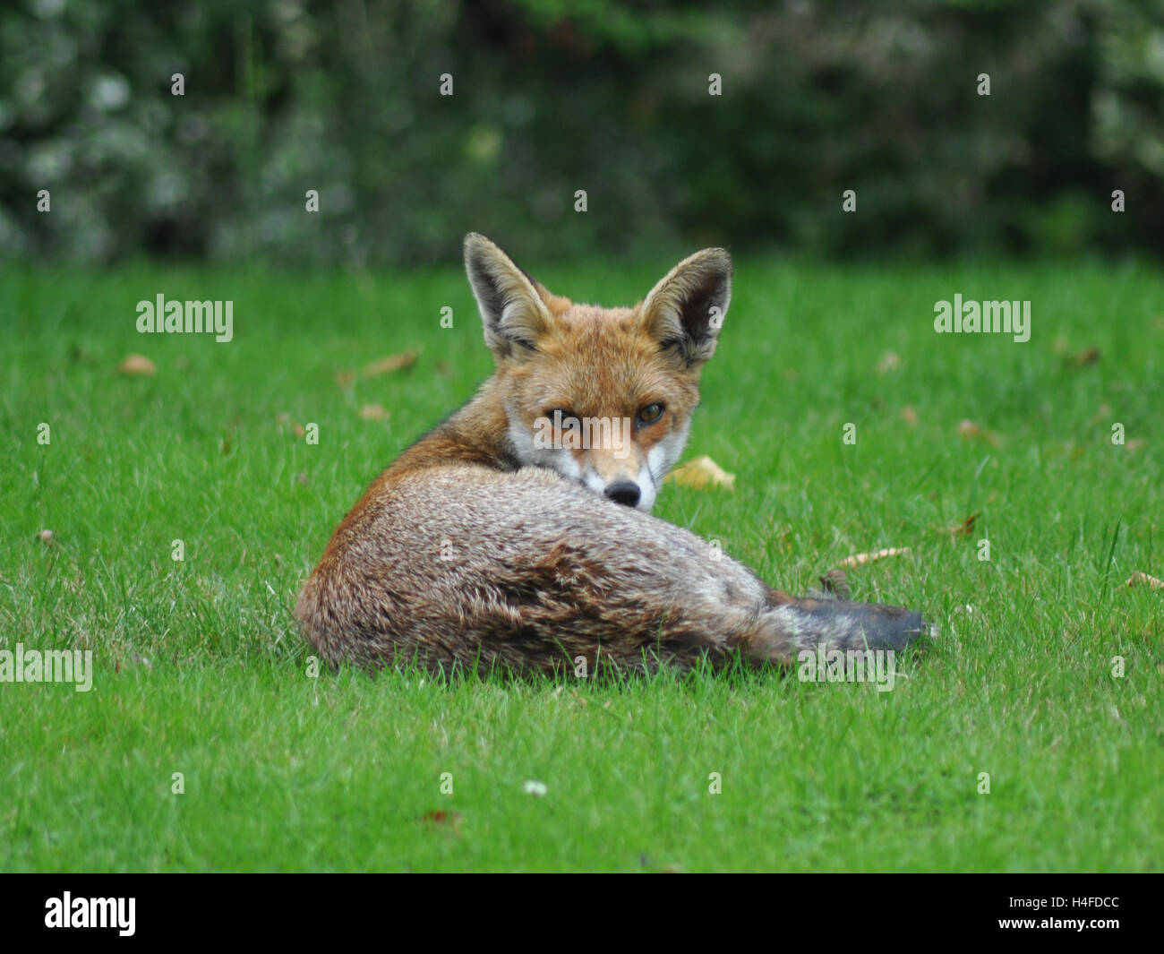 A red fox relaxing in a London garden Stock Photo - Alamy