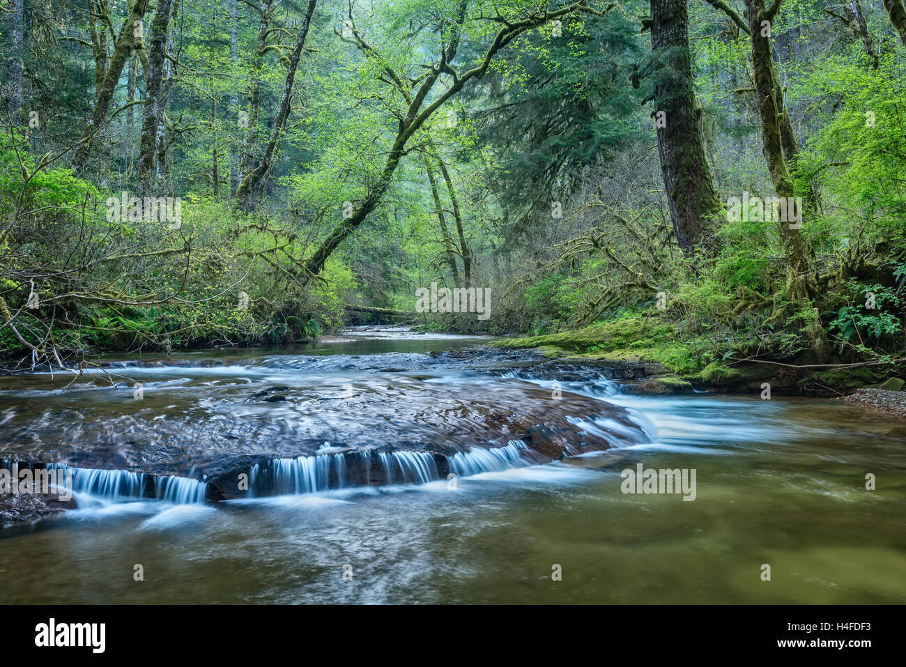 West fork millicoma river hi-res stock photography and images - Alamy