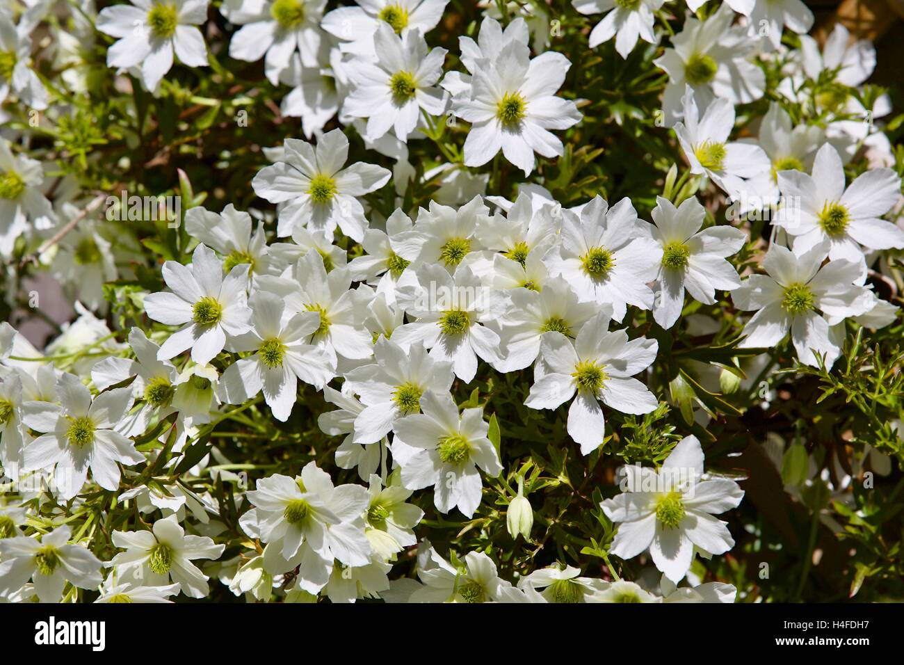 Evergreen clematis hi-res stock photography and images - Alamy