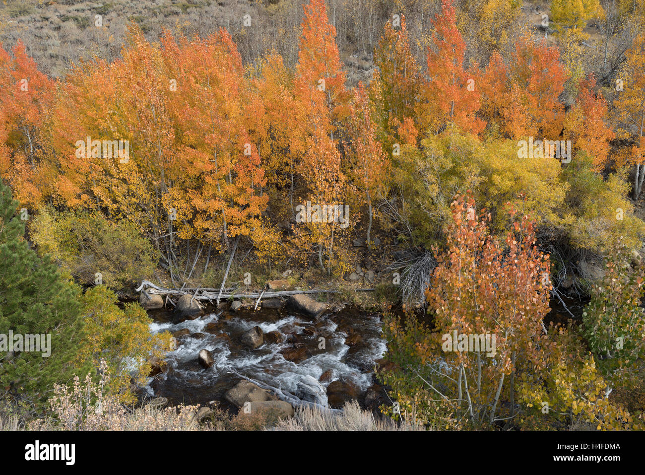 Beautiful fall colors along State Route 168 in the eastern Sierra ...