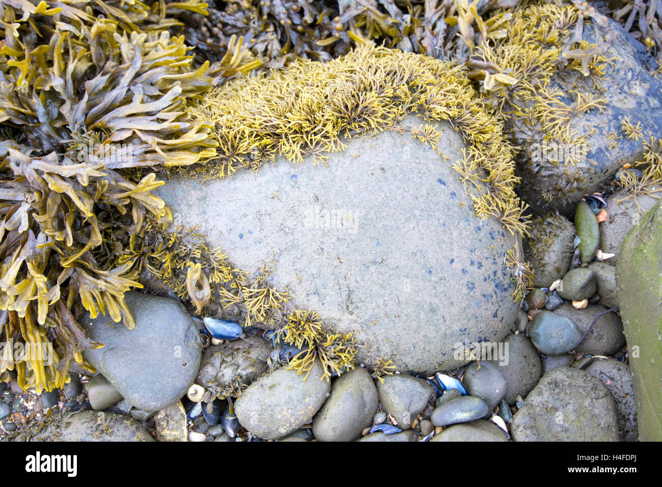 Shingle beaches hi-res stock photography and images - Alamy