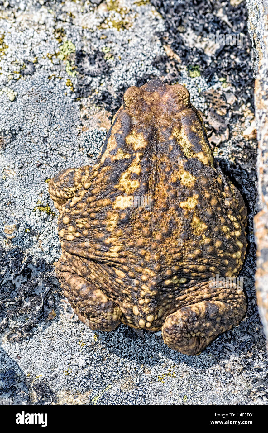 Bufo bufo. Top view of common toad with beautiful olive and brown color ...
