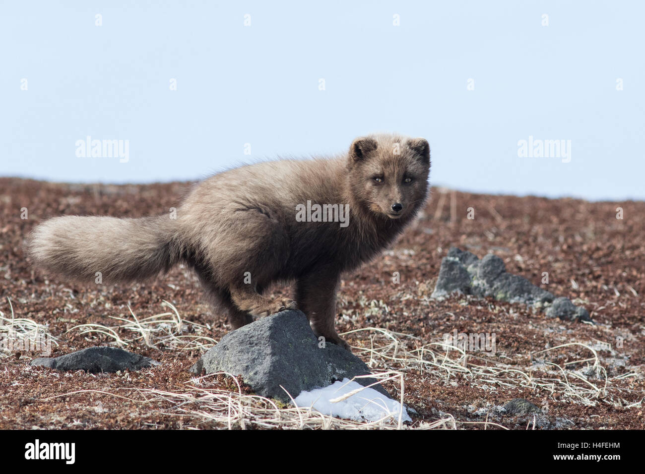 Arctic fox spring tundra hi-res stock photography and images - Alamy