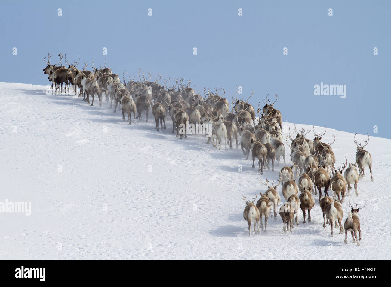 herd of reindeer running around the mountain winter sunny day Stock ...