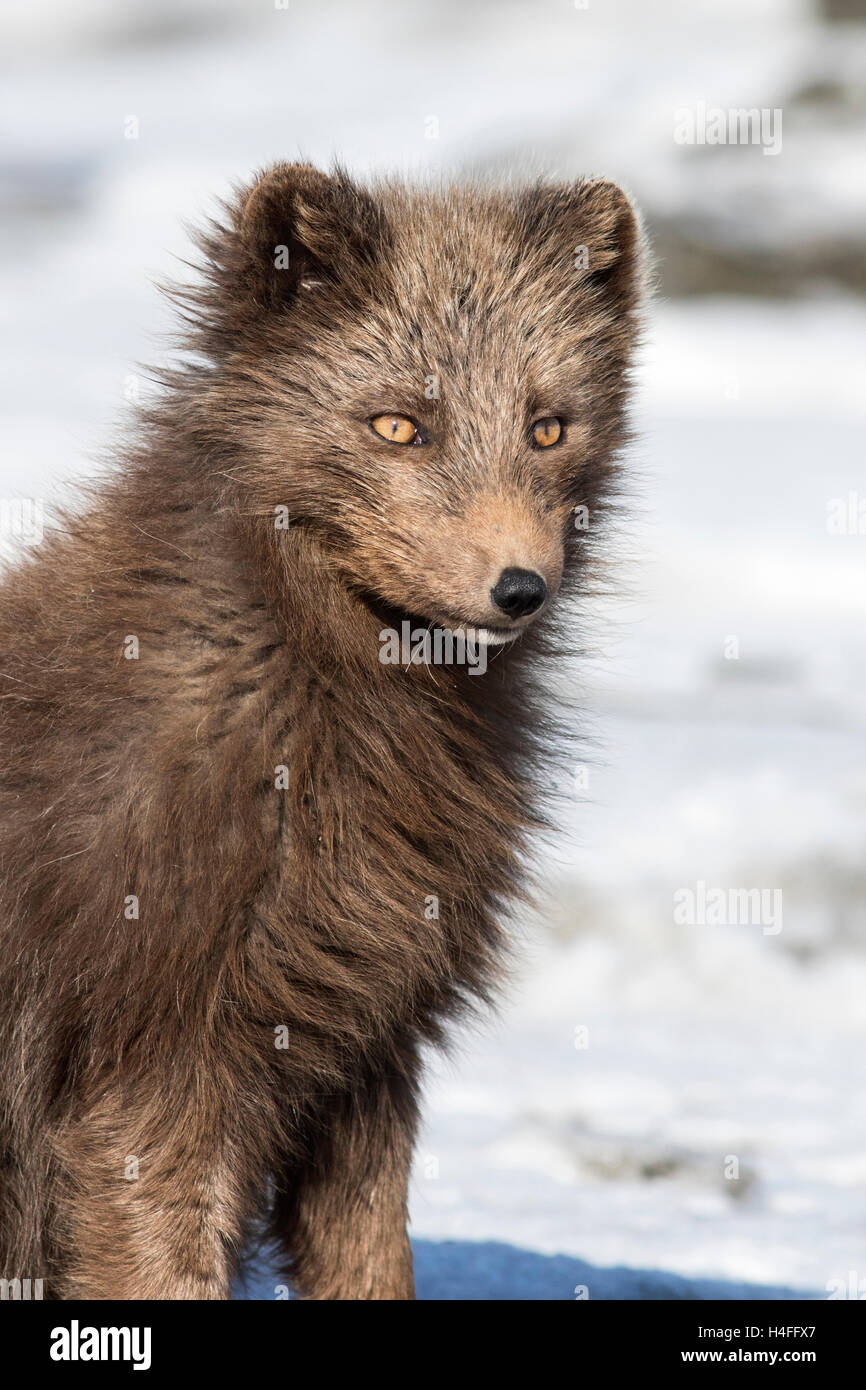 Arctic fox spring tundra hi-res stock photography and images - Alamy