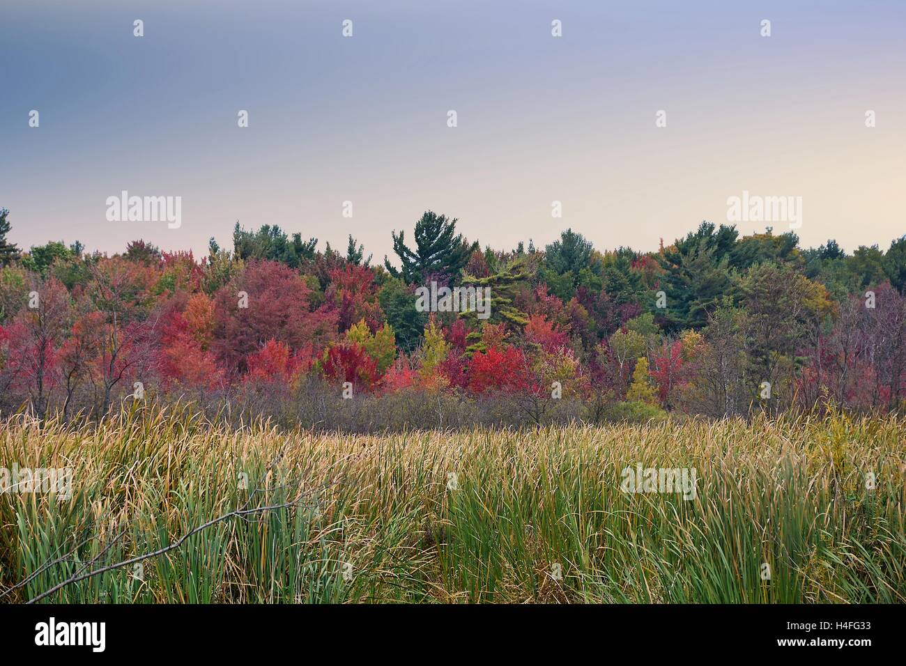 colorful autumn tree line and wetlands in morning light Stock Photo - Alamy