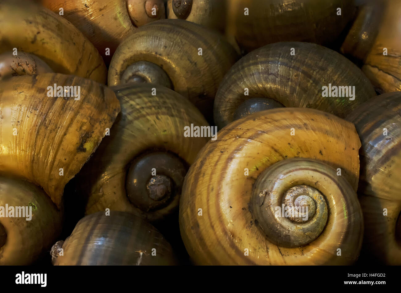Apple snail shells Stock Photo - Alamy