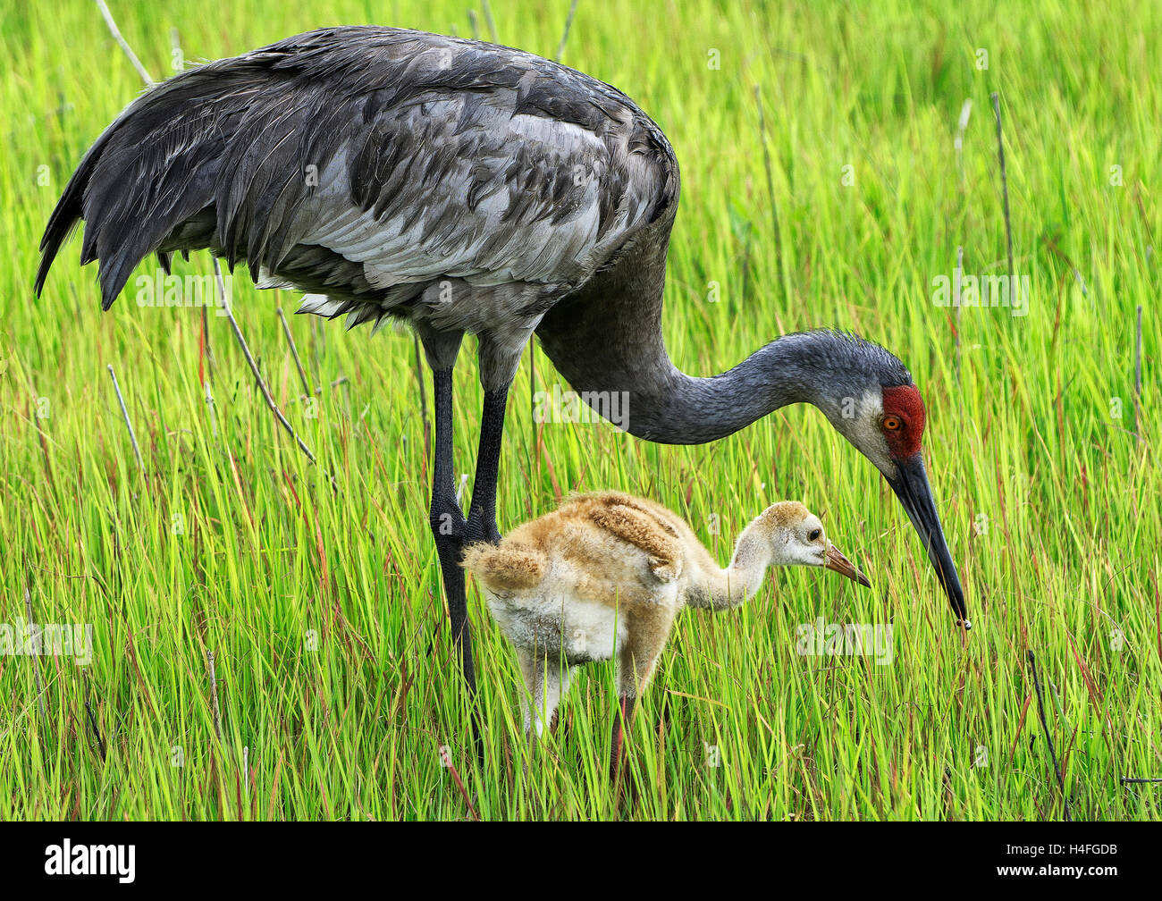 Crane bird baby hi-res stock photography and images - Alamy