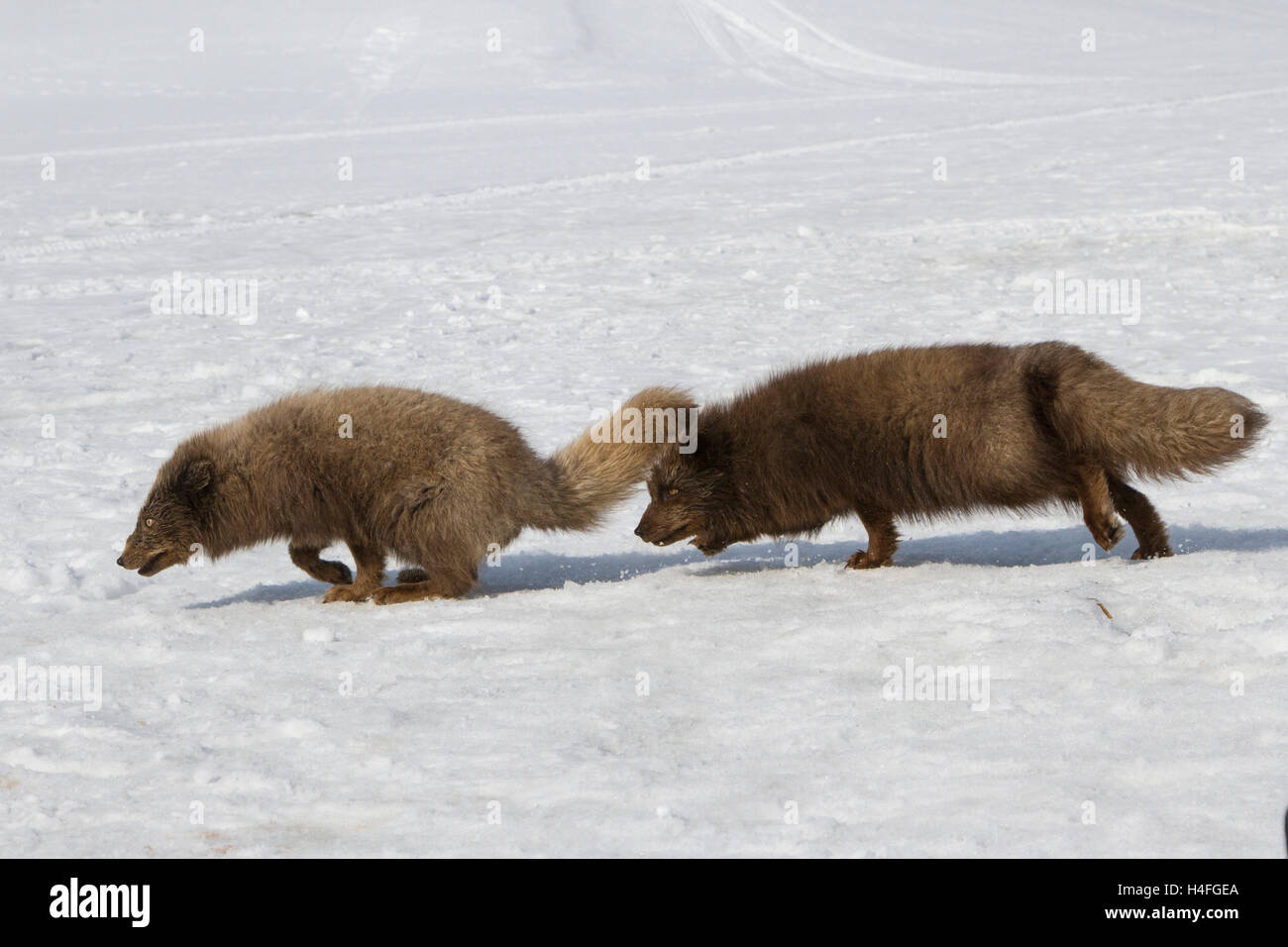 Arctic foxes summer running hi-res stock photography and images - Alamy