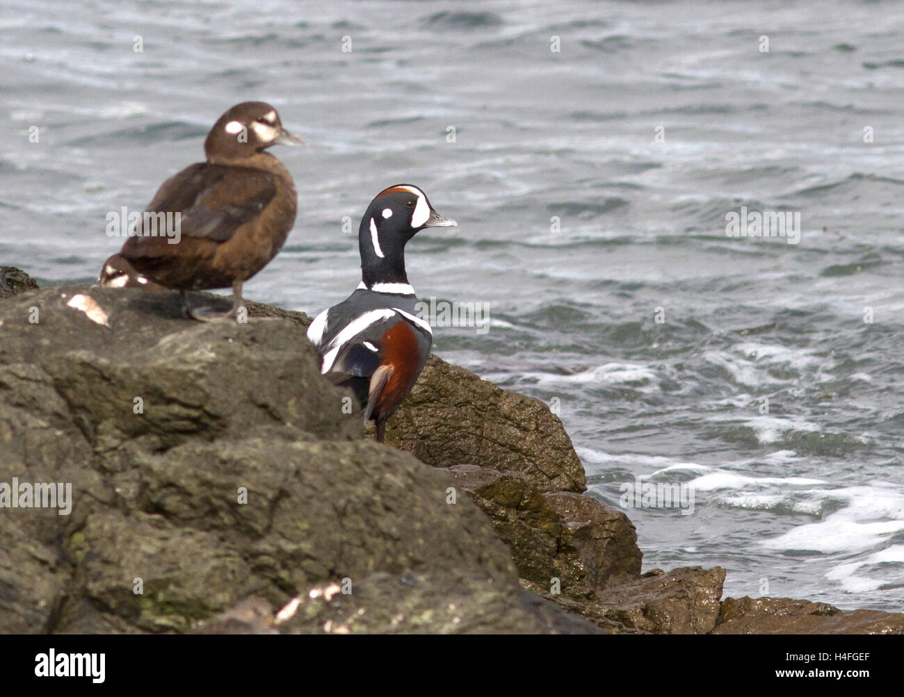 Female harlequin duck hi-res stock photography and images - Alamy