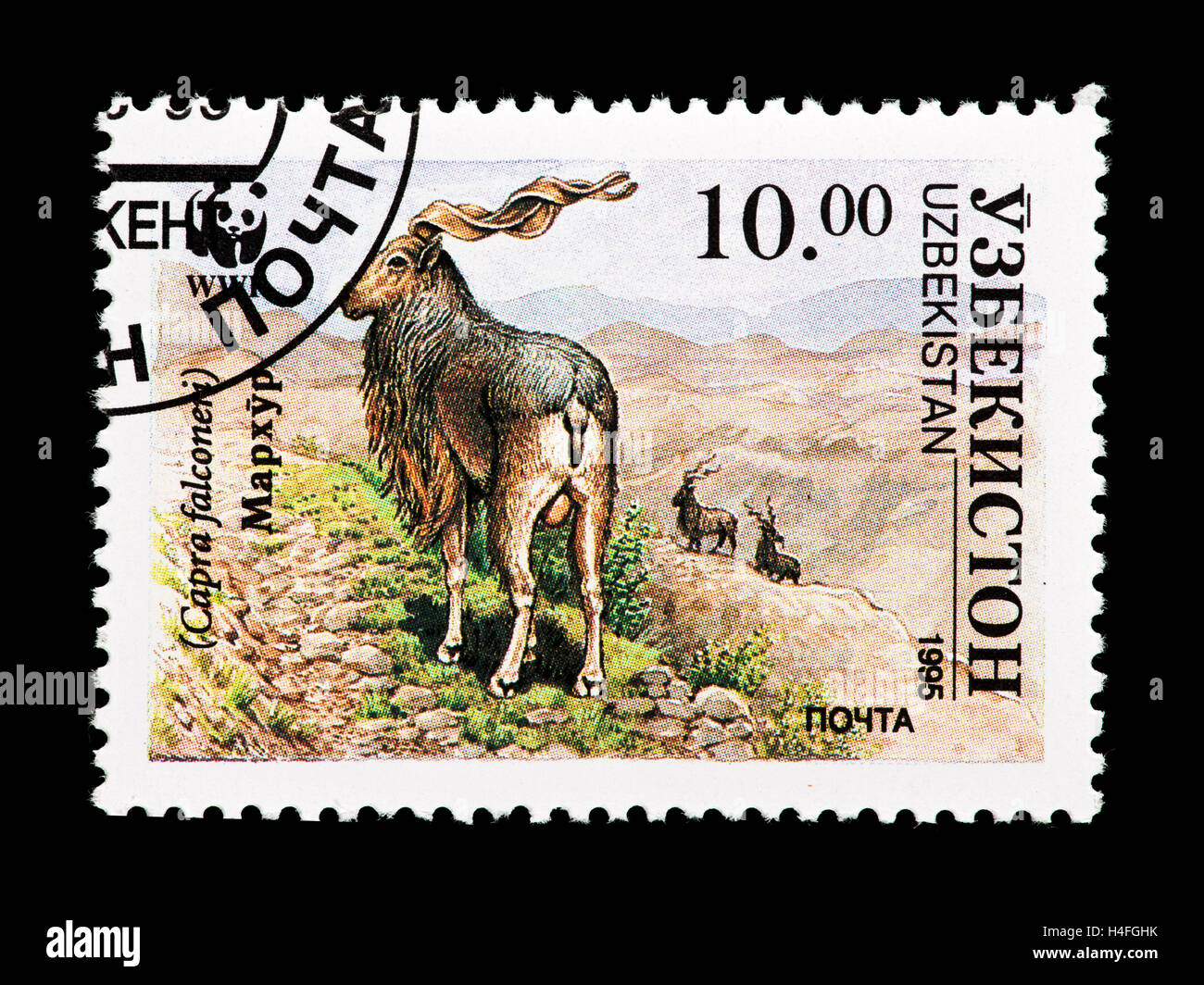 The markhor hi-res stock photography and images - Alamy