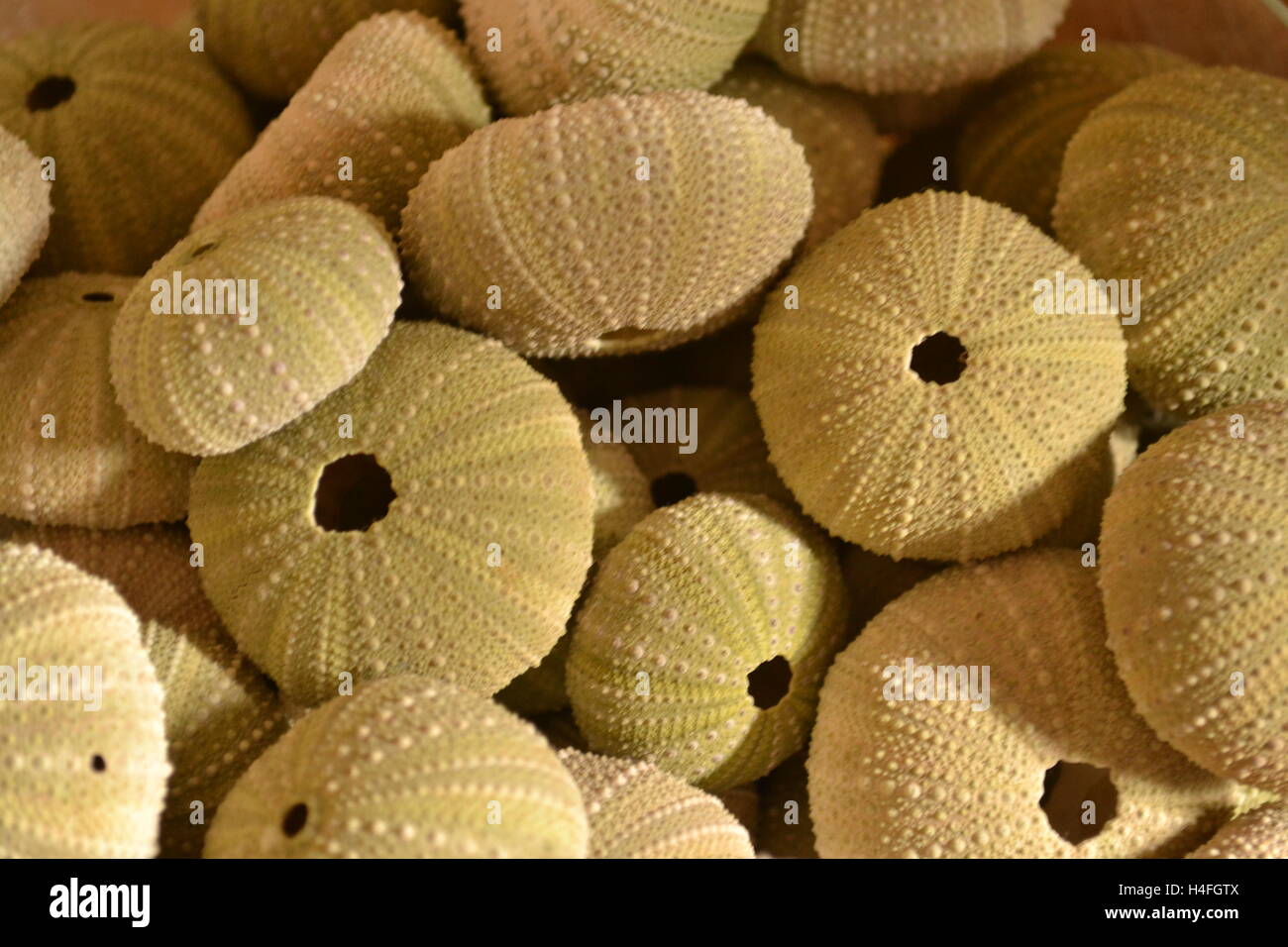 Back shells hi-res stock photography and images - Alamy