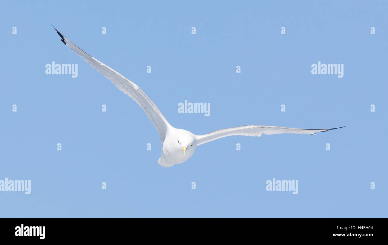 Black-legged kittiwake flying on Iceland - Natural habitat Stock Photo ...