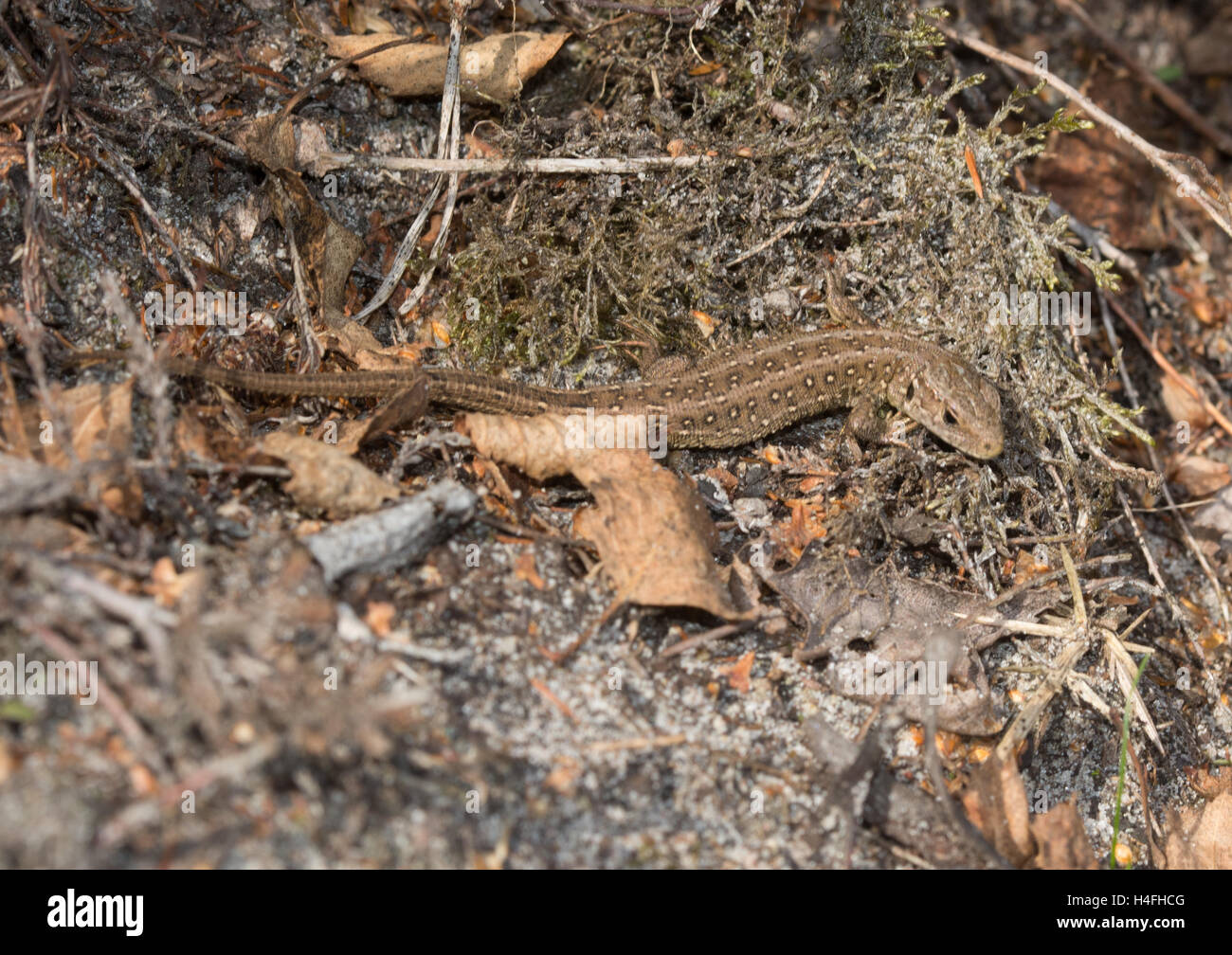 Juvenile (hatchling) sand lizard (Lacerta agilis) in Surrey heathland ...