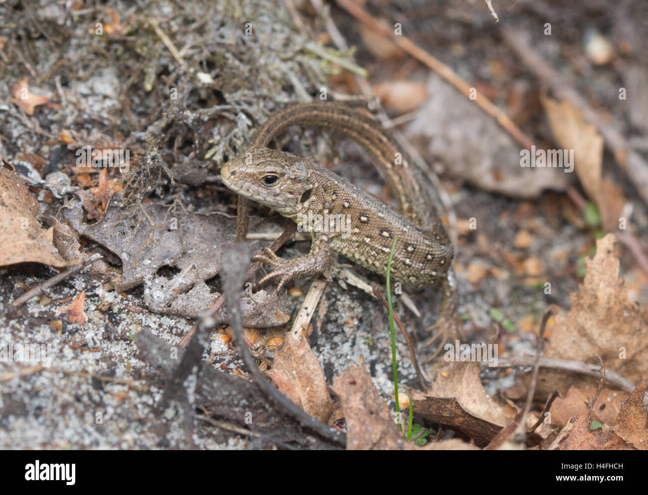 Lacerta agilis hatchling hi-res stock photography and images - Alamy