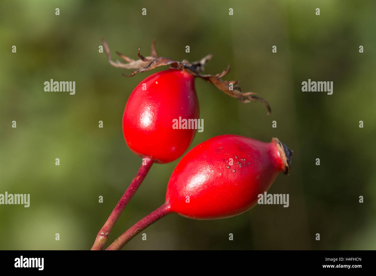 Hips and haws hi-res stock photography and images - Alamy