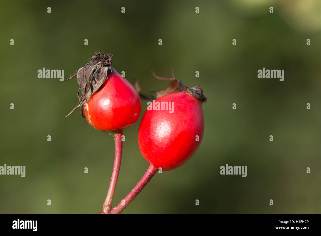 Hips and haws hi-res stock photography and images - Alamy