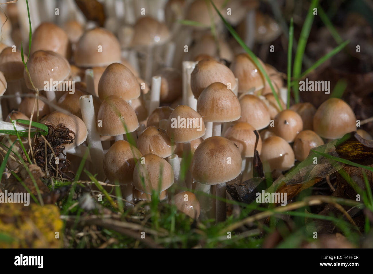 Cluster of toadstools in Berkshire, England Stock Photo - Alamy