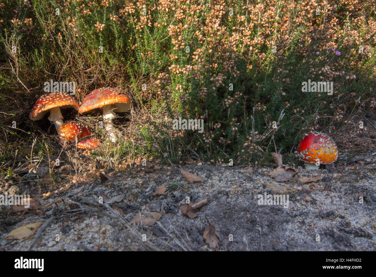 Red toadstool white spots in hi-res stock photography and images - Alamy