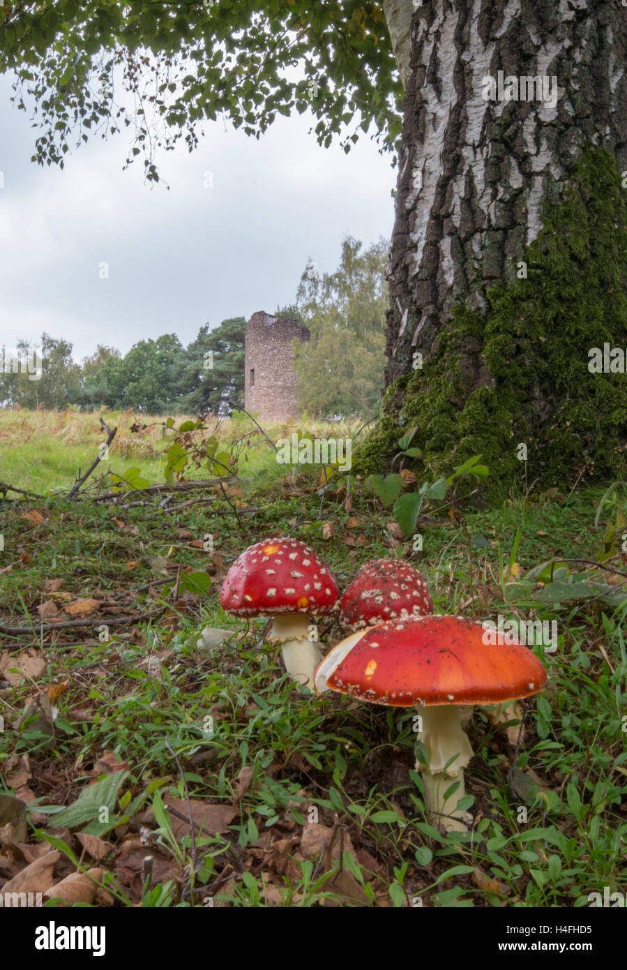 Toadstools fungi nature tower fungus hi-res stock photography and ...