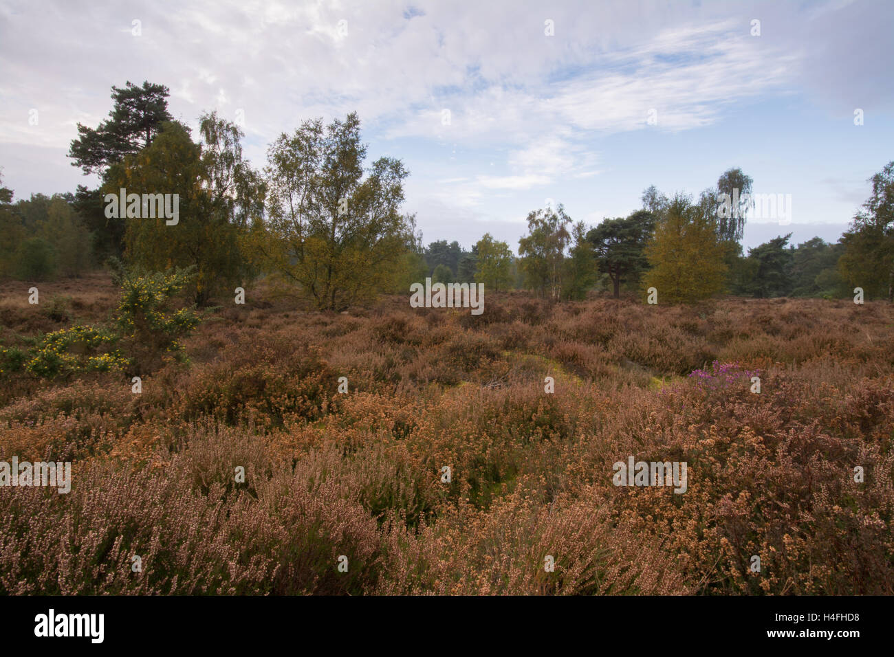 Blackheath Common in Surrey, UK Stock Photo - Alamy