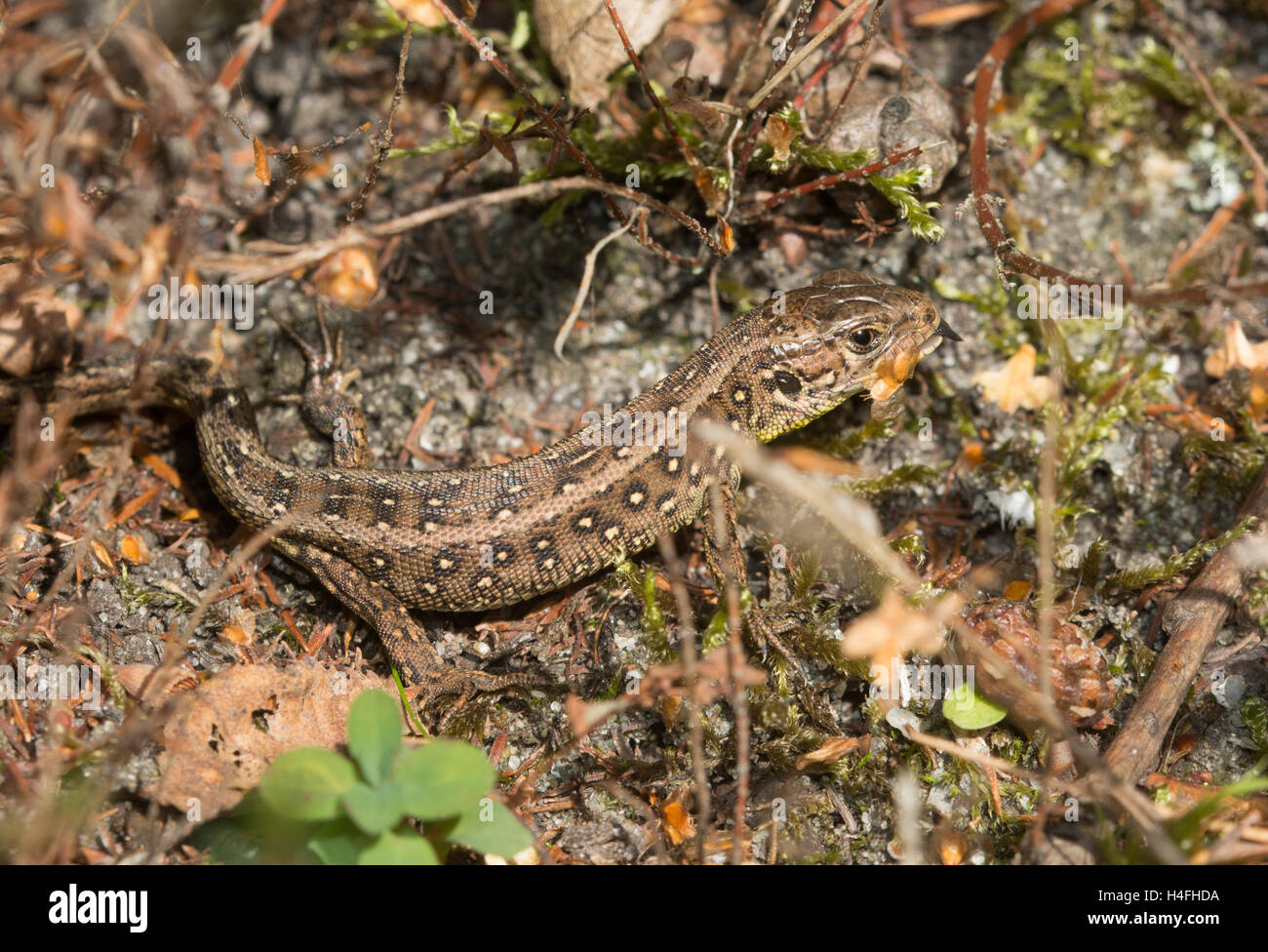 Lacerta agilis hatchling hi-res stock photography and images - Alamy