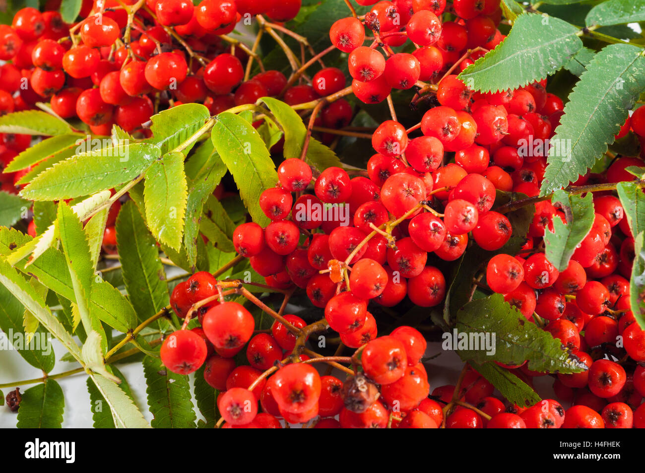 Rowan bunch with jam Stock Photo - Alamy