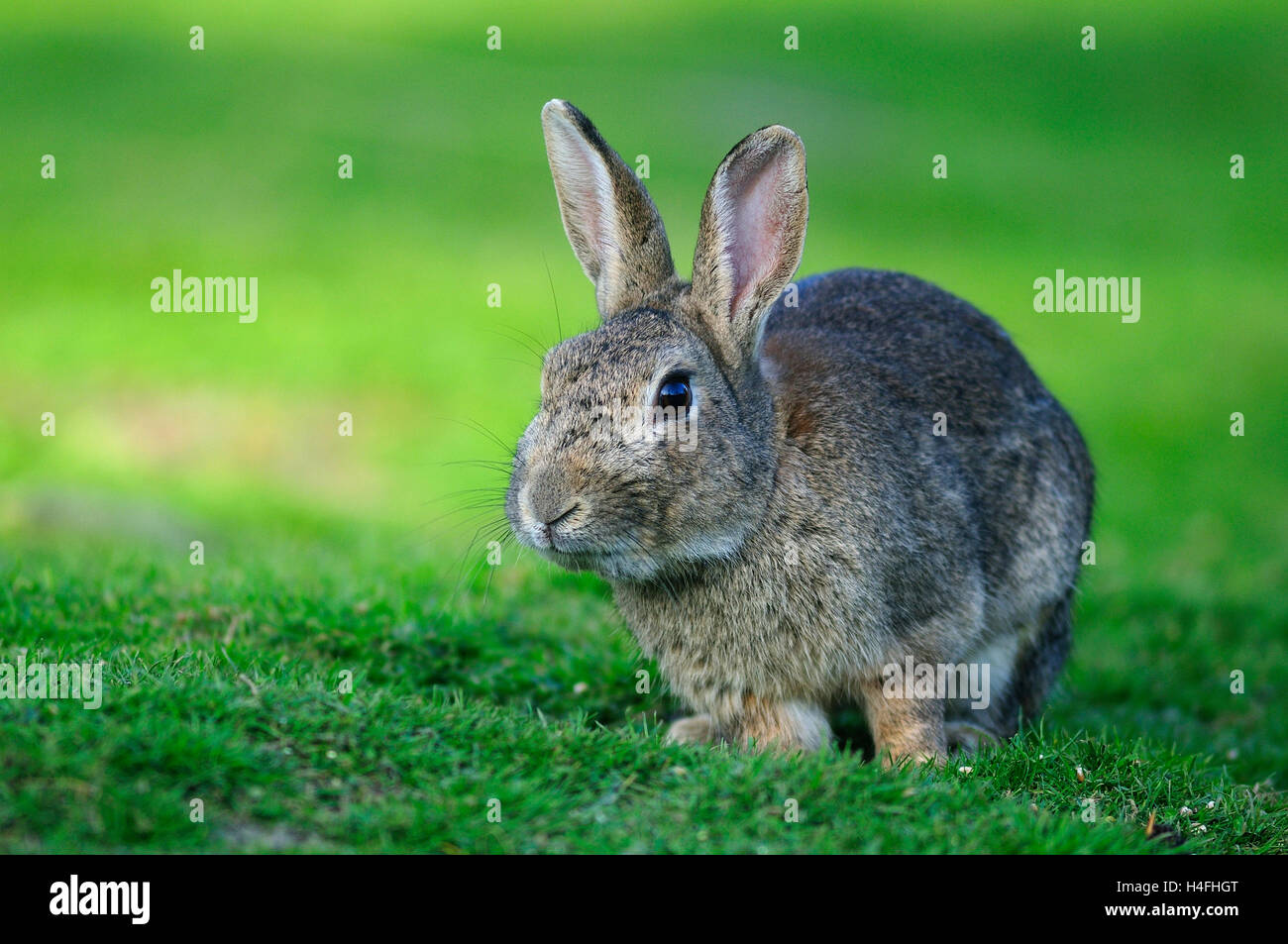 RABBIT Oryctolagus cuniculus Stock Photo - Alamy