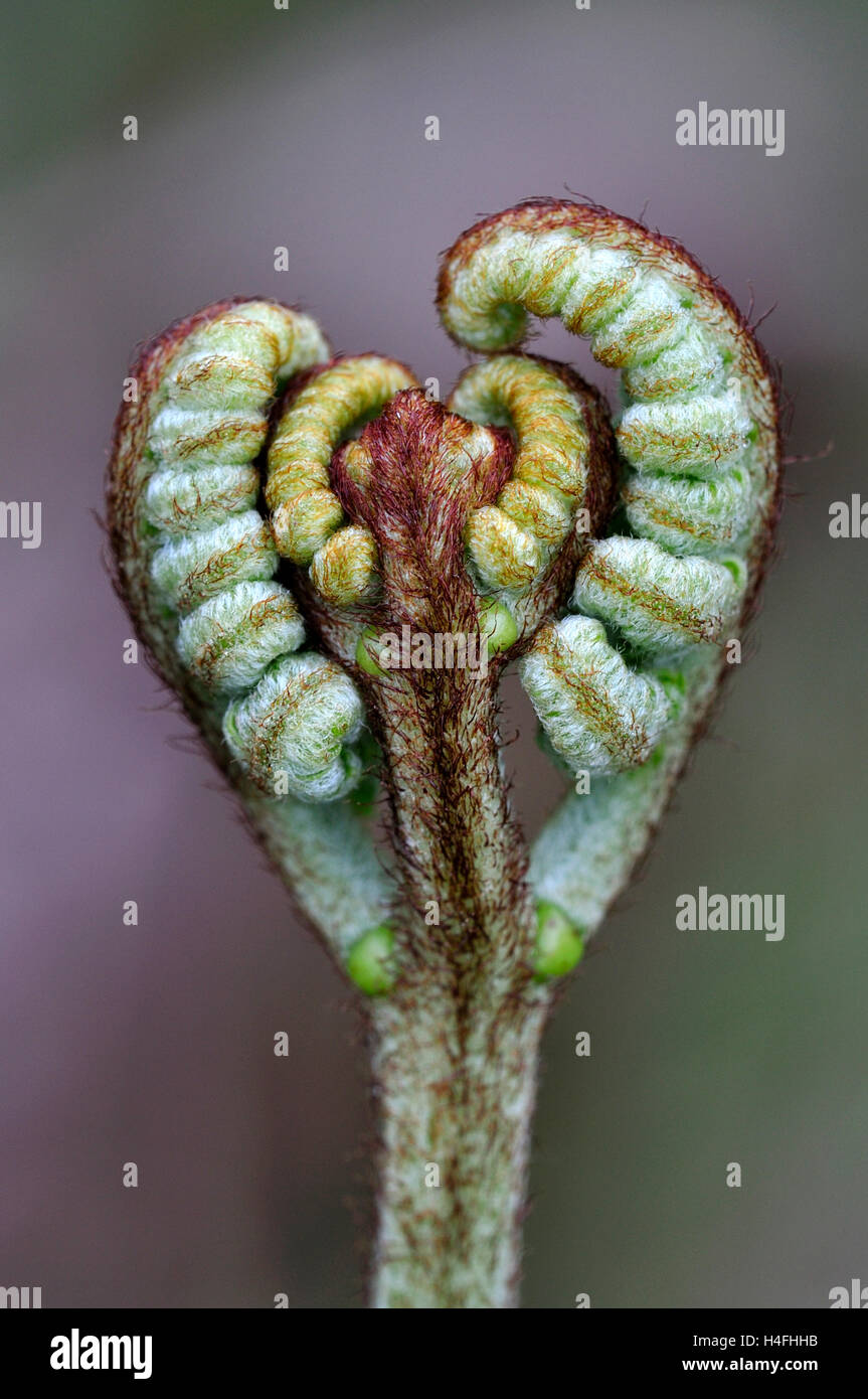 Bracken hi-res stock photography and images - Alamy