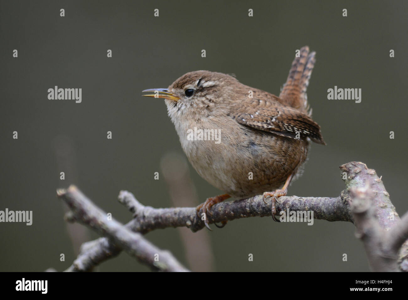Native wren hi-res stock photography and images - Alamy