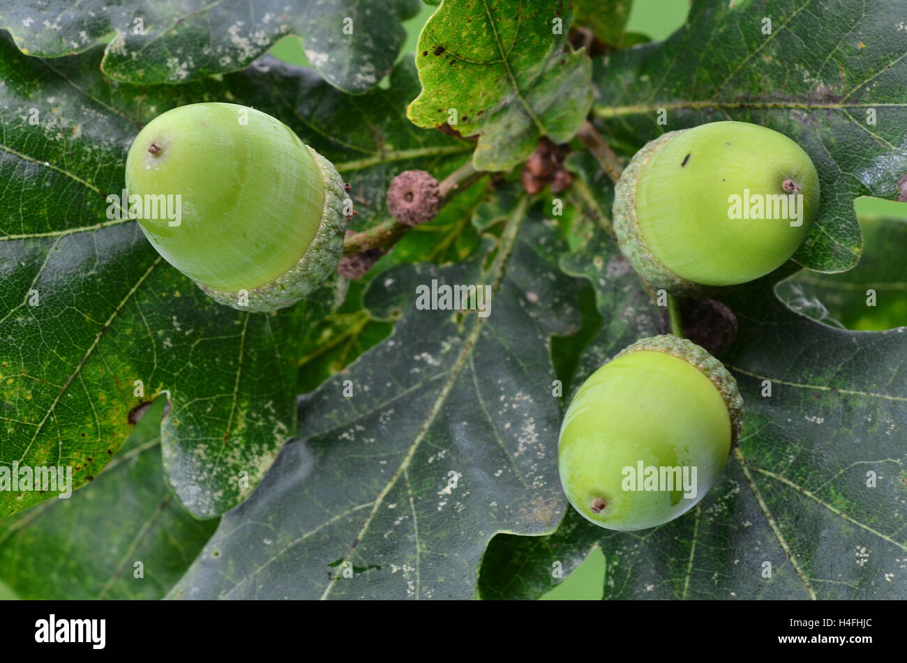 Oak tree fruit hi-res stock photography and images - Alamy