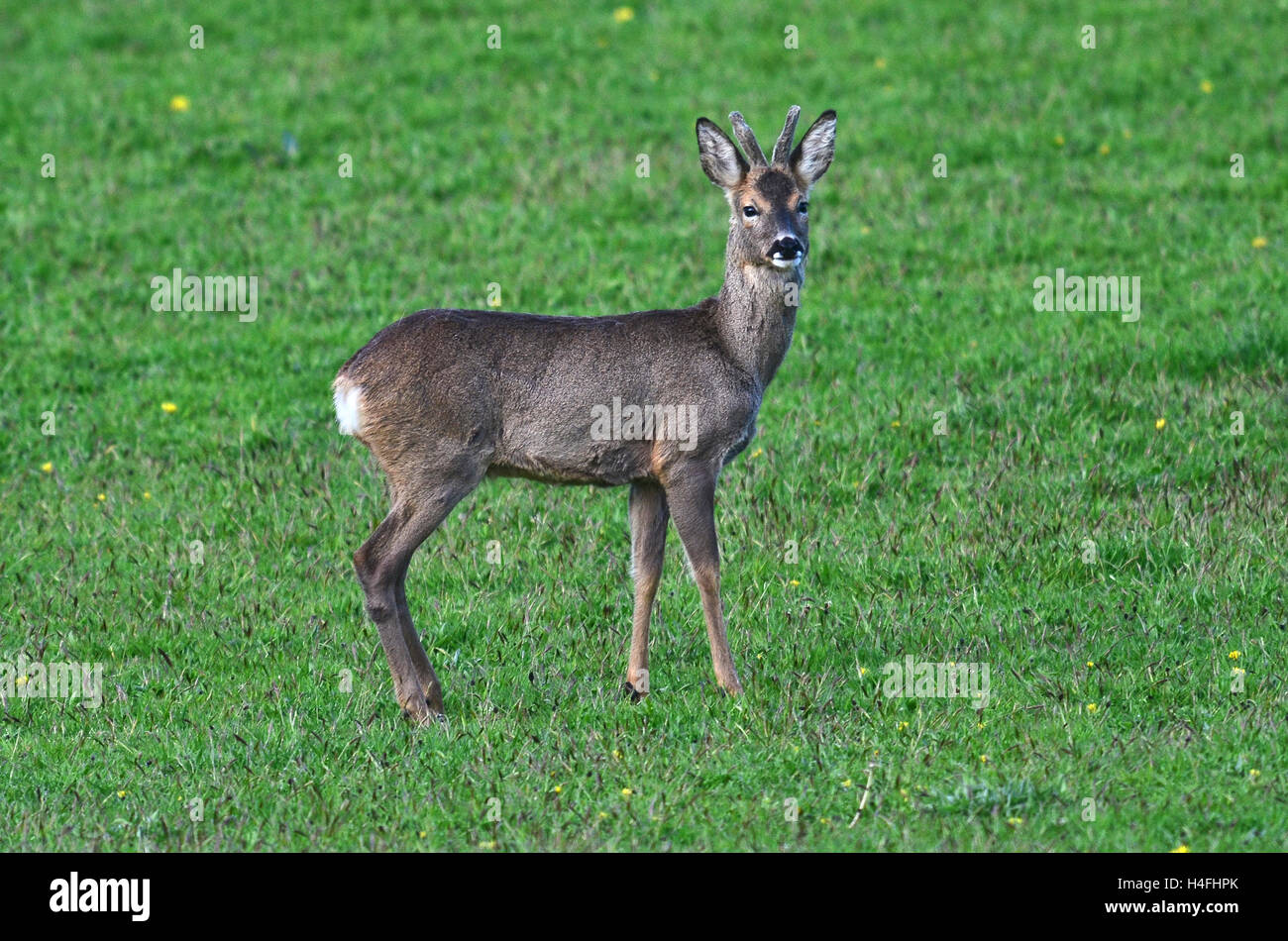 Roe deer buck velvet hi-res stock photography and images - Alamy