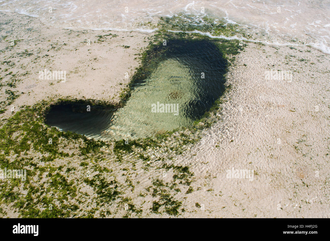 Fuerteventura, Canary Islands, North Africa, Spain: nature and sea life ...