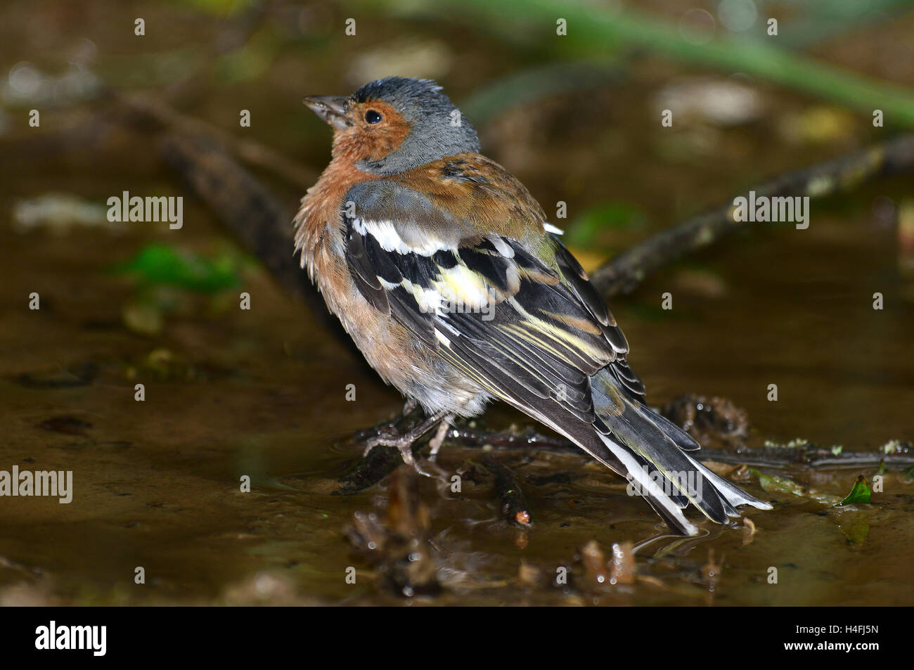 British chaffinches hi-res stock photography and images - Alamy