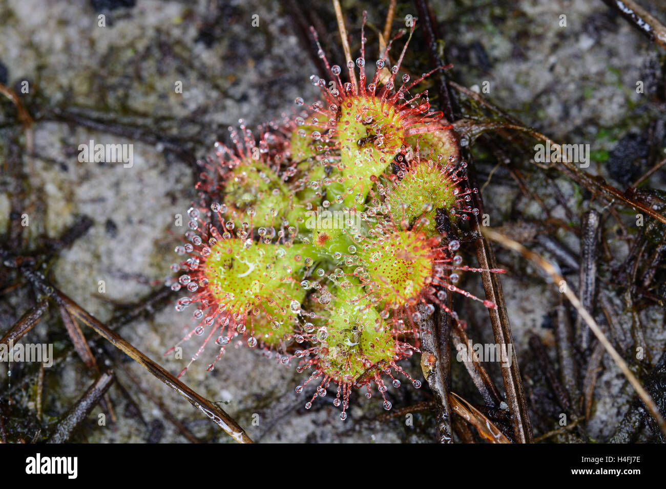 Drosera burmannii vahl hi-res stock photography and images - Alamy