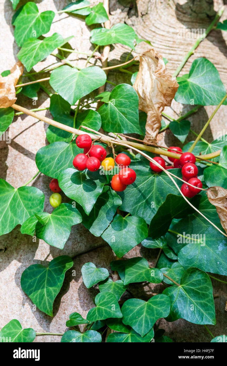 Climbing nightshade hi-res stock photography and images - Alamy