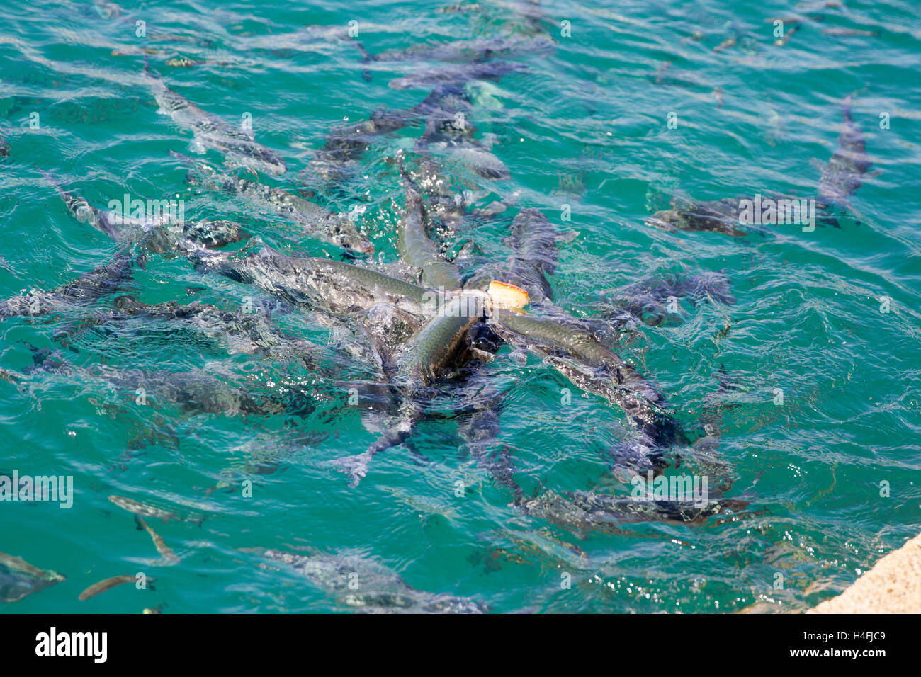 Feeding Fish Bread Stock Photo - Alamy