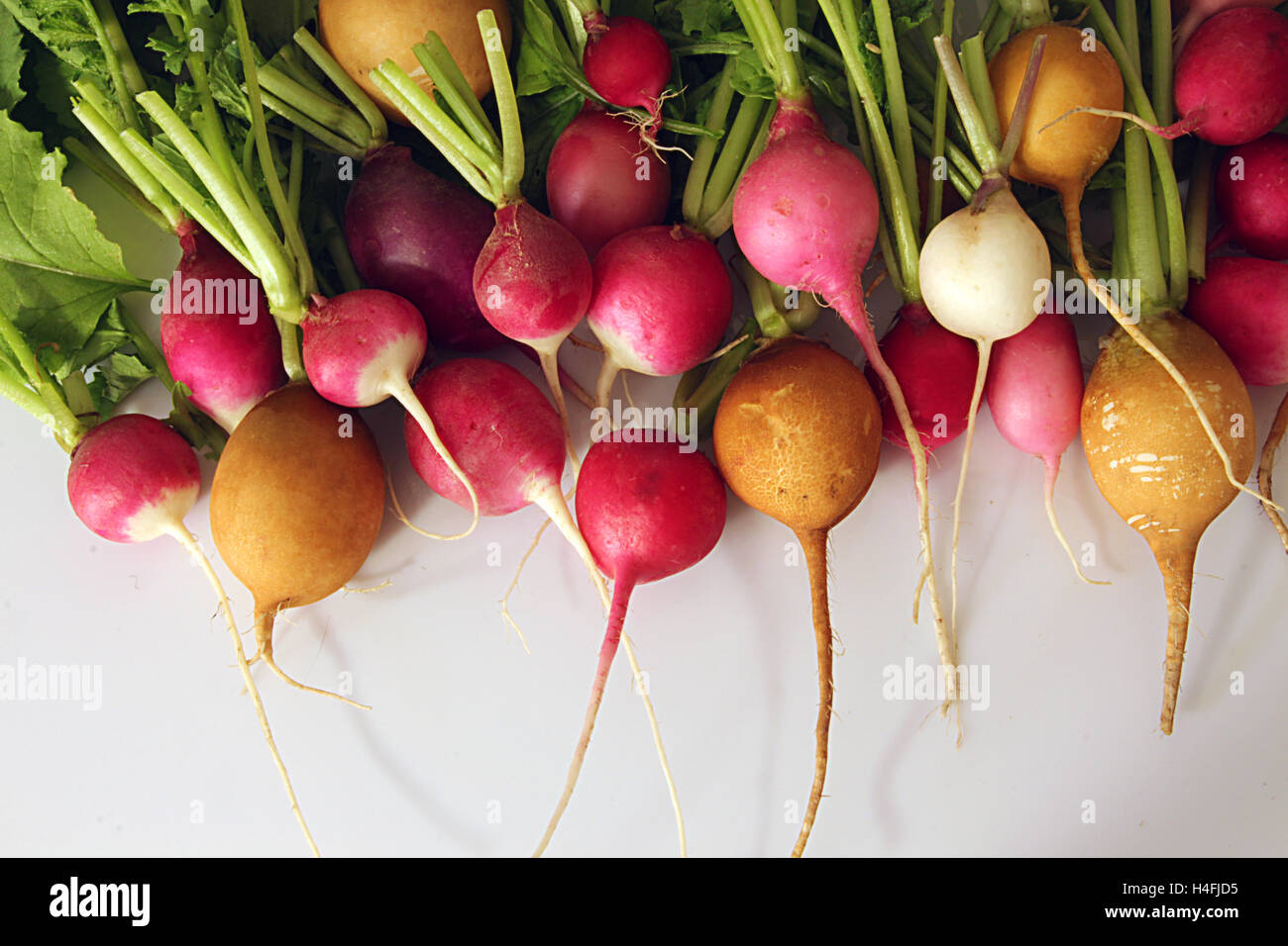 Fresh multi-coloured radish on white background Stock Photo - Alamy