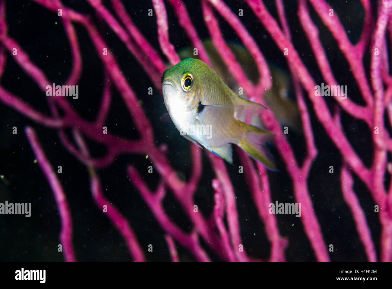 Smoky chromis, Chromis fumea (Tanaka, 1917) .at Owase, Mie, Japan ...