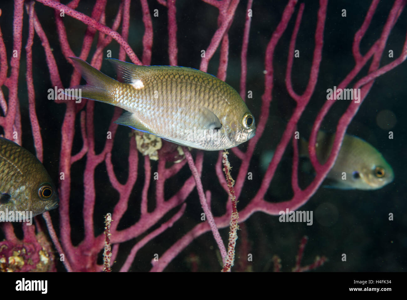 Smoky chromis, Chromis fumea (Tanaka, 1917) .at Owase, Mie, Japan ...