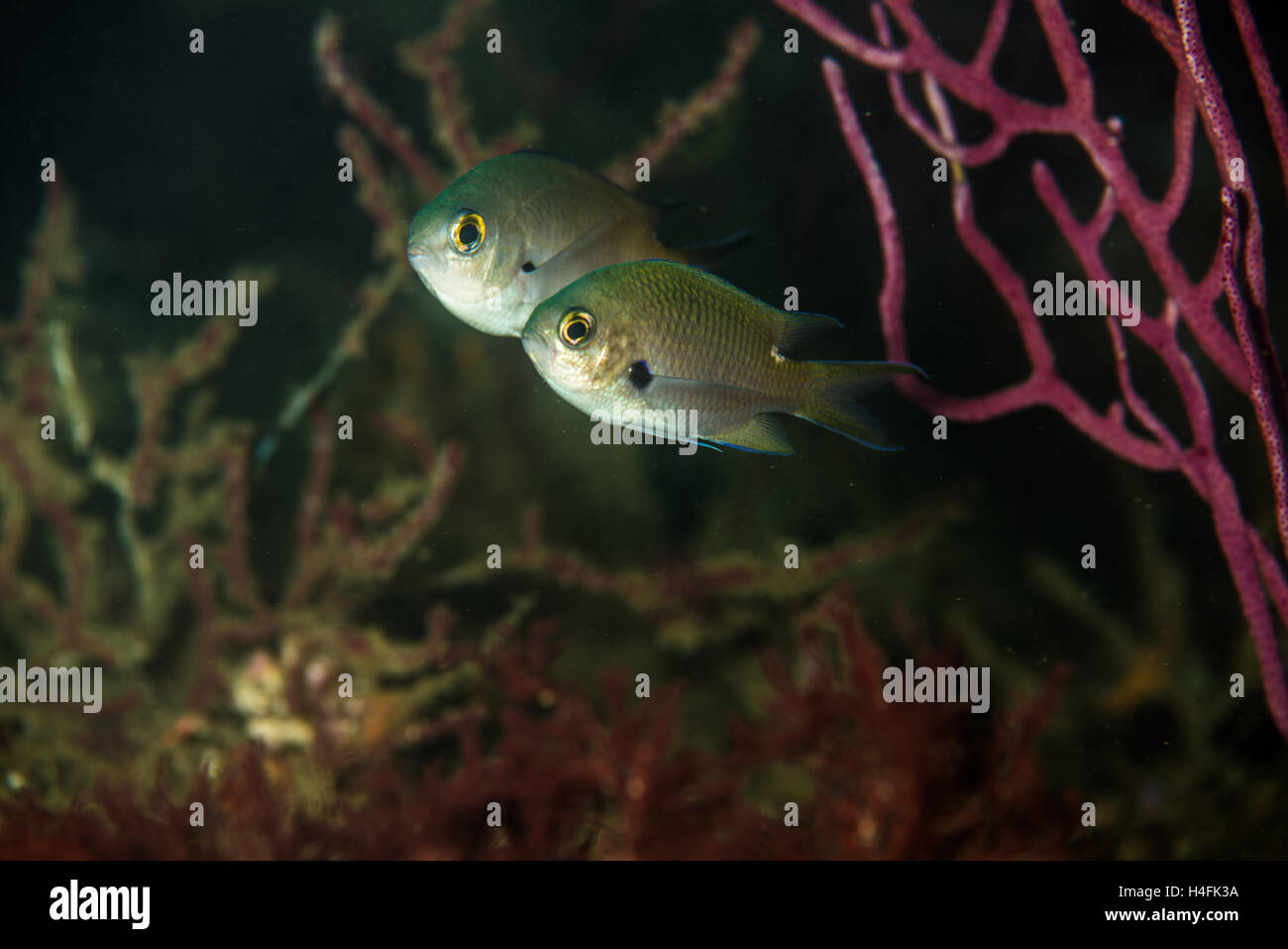 Smoky chromis, Chromis fumea (Tanaka, 1917) .at Owase, Mie, Japan ...