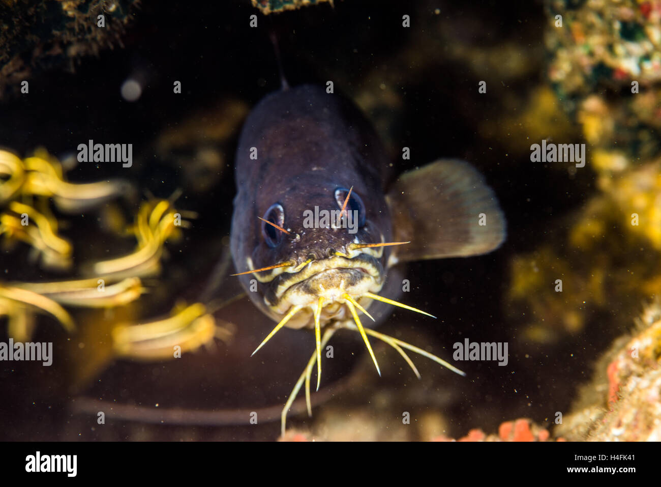 Goatsbeard brotula（Brotula multibarbata Temminck & Schlegel, 1846) in a ...