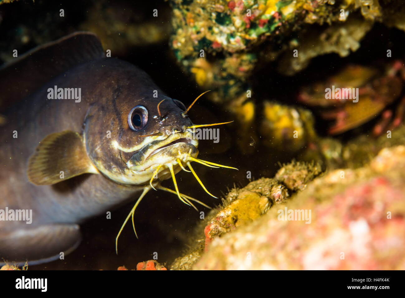 Brotula fish hi-res stock photography and images - Alamy