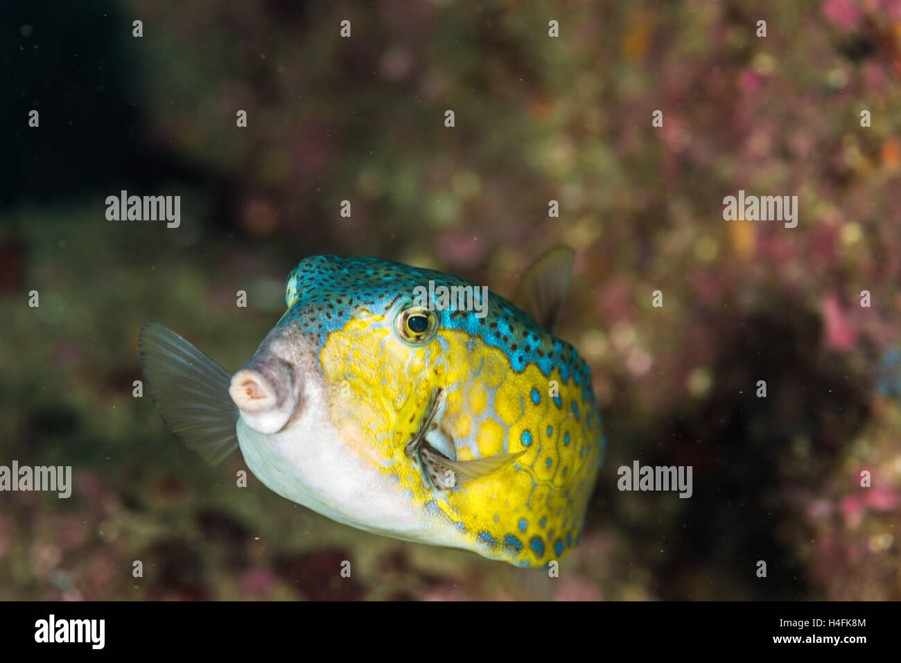 Bluespotted boxfish (Ostracion immaculatus) swimming around the rock ...
