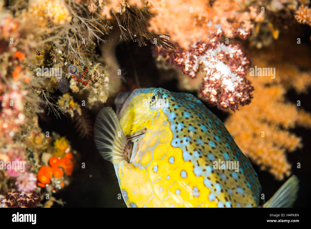 Ostracion immaculatus hi-res stock photography and images - Alamy