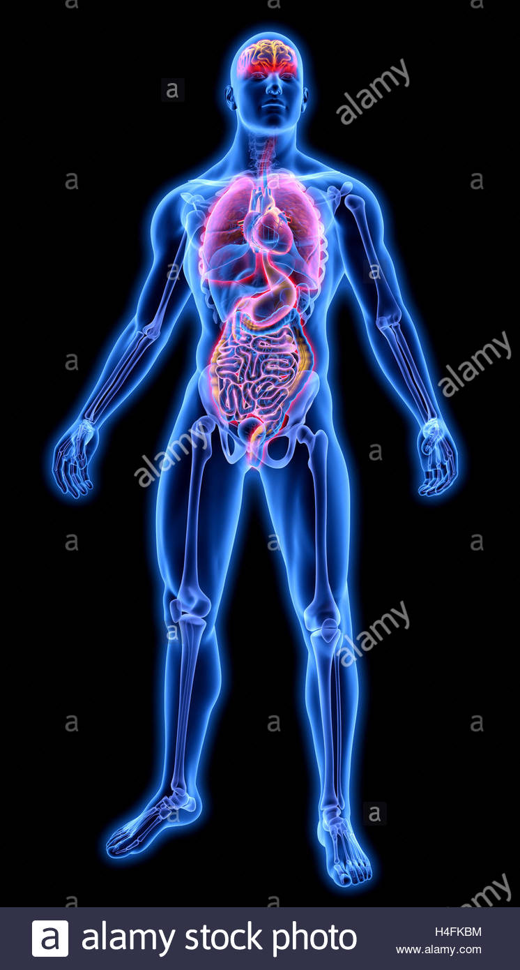 Human Internal Organs Stock Photos & Human Internal Organs Stock Images ...
