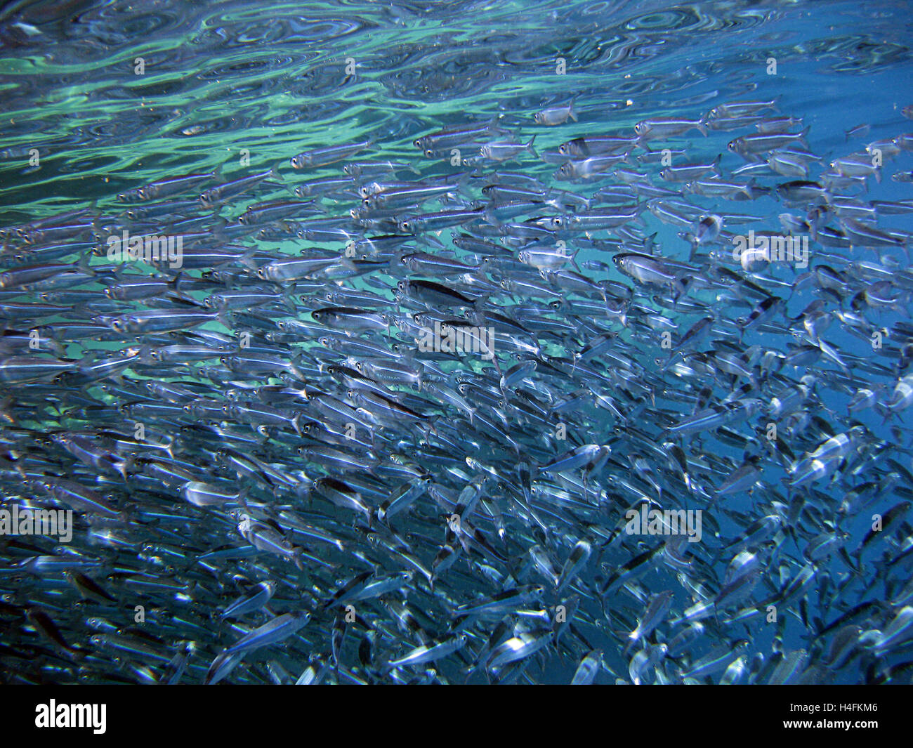 Shoal of fish Stock Photo - Alamy