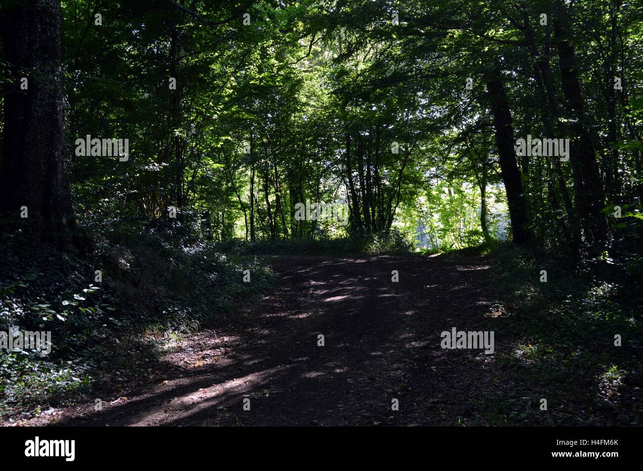 Under wood and trees with a path greens under a quite blue sky Stock ...